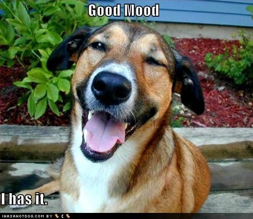 Funny Good Morning Dog Meme